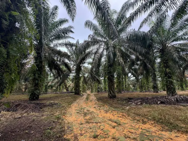 Kulai Oil Palm Land for Sale